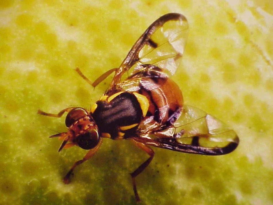How to Keep Fruit Flies Out of Your Kitchen - Pest Control Tips